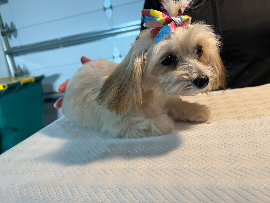 Hippy Harley Mobile Pet Grooming – Hippy Harley Pet Grooming