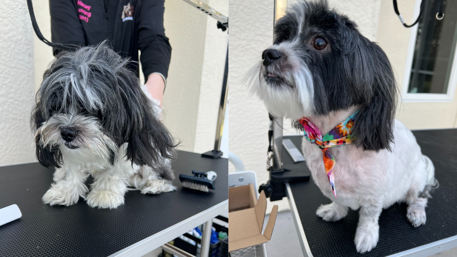 Hippy Harley Mobile Pet Grooming – Hippy Harley Pet Grooming